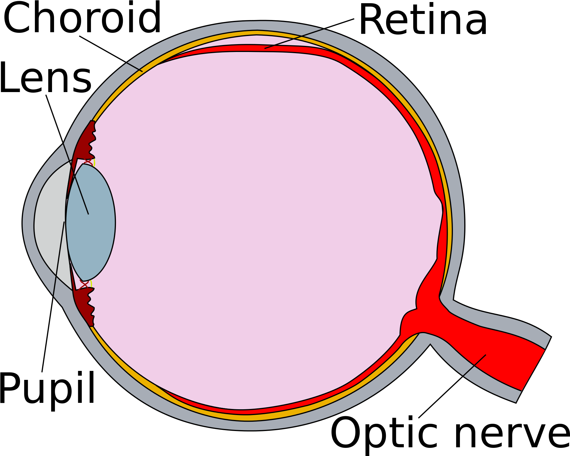 Eye Clipart Human Eye - Diagram Of The Eye Retina, HD Png Download ...