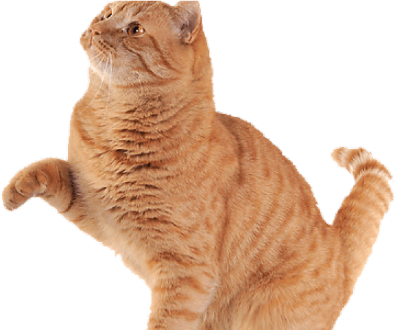 Tabby Cat Clipart Transparent Background - Printable Birth Certificate ...