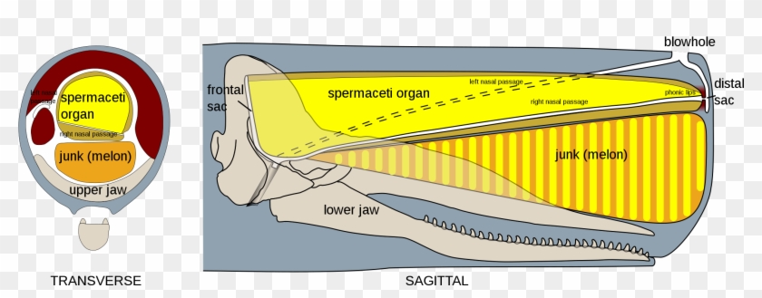 Sperm Whale Head Anatomy - Spermaceti Organ, HD Png Download - 2173x781 ...