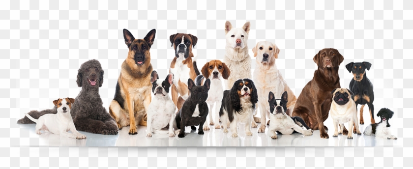 What Are Dog Breed Groups