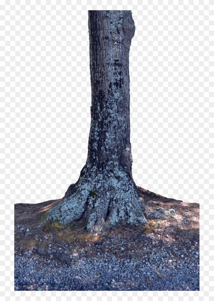 Tree Trunk Png - Trunk, Transparent Png - 727x1098(#5143) - PngFind Tree Trunk Png - Trunk, Transparent Png - 727x1098(#5143) - PngFind