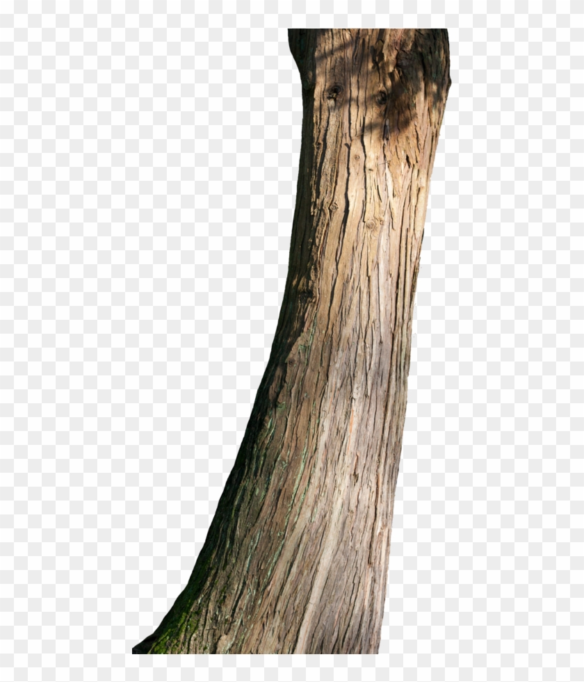 Png Tree Trunk Transparent Tree Trunk, Png Download - 461x901(#5729 ... Png Tree Trunk Transparent Tree Trunk, Png Download - 461x901(#5729 ...