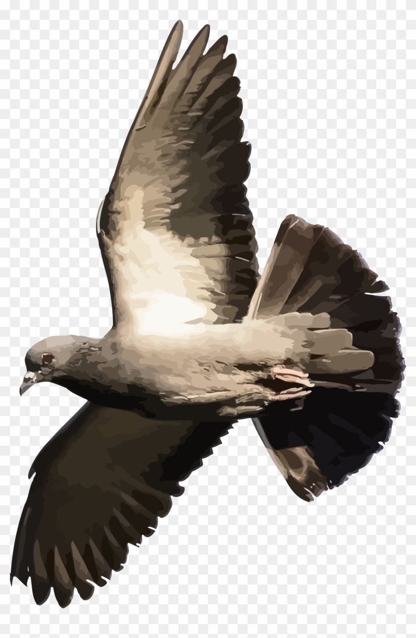 Download Pigeon Png Transparent Images Transparent - Domestic Pigeon ...