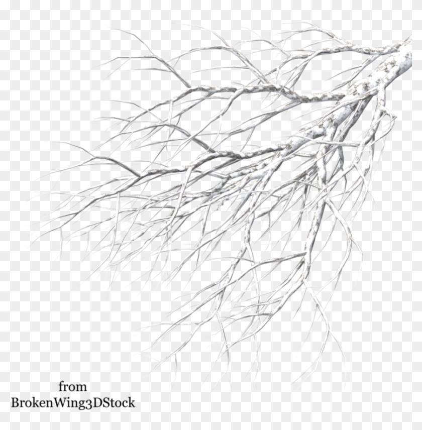 White Branch Png - Winter Tree Branches Transparent Background, Png ...