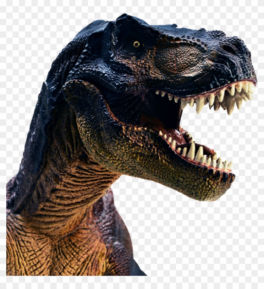 Tina Headshot Trex Rehabstudio National Geographic - T Rex Head Shot ...
