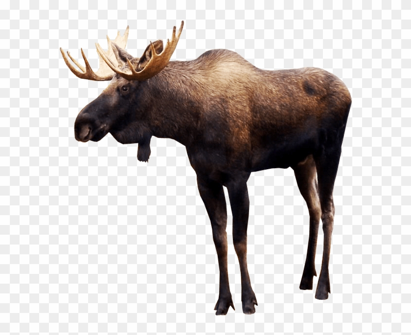Moose Png Image Transparent Background - Moose Png, Png Download ...