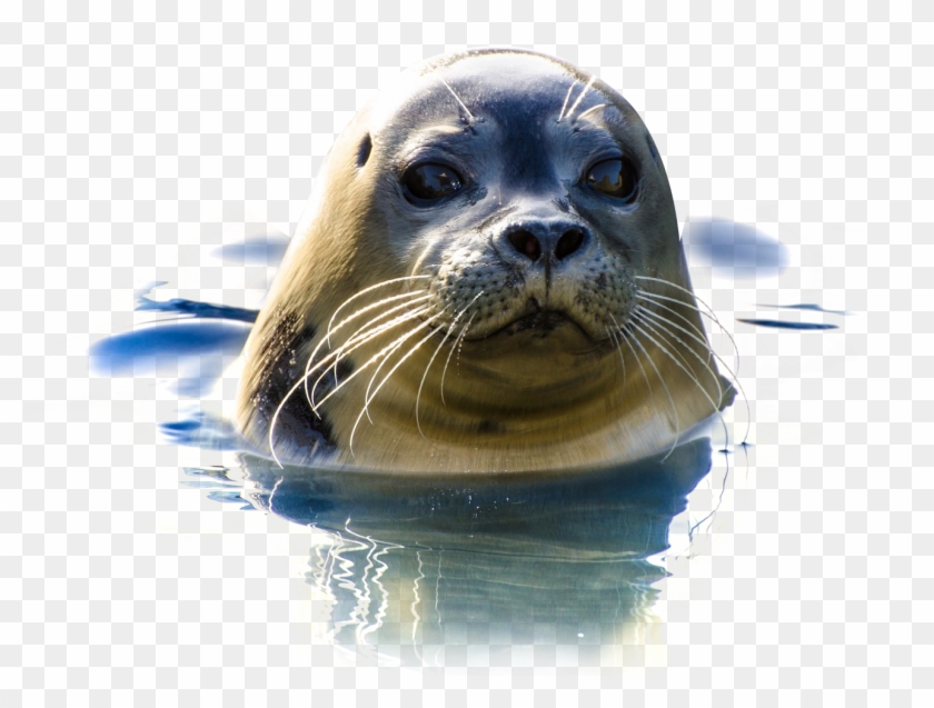 Transparent Seal Png, Png Download - 1318x1073(#106356) - PngFind