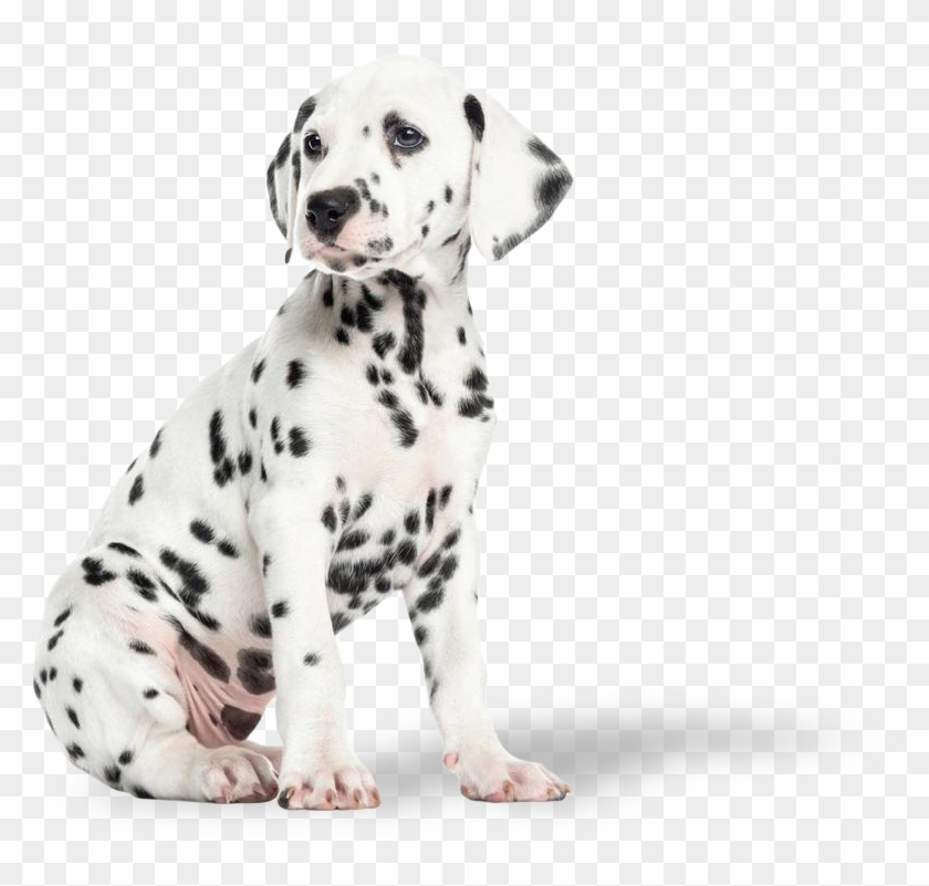 Dalmation Puppy - Dalmatian Puppy, HD Png Download - 850x750(#1004068 ...