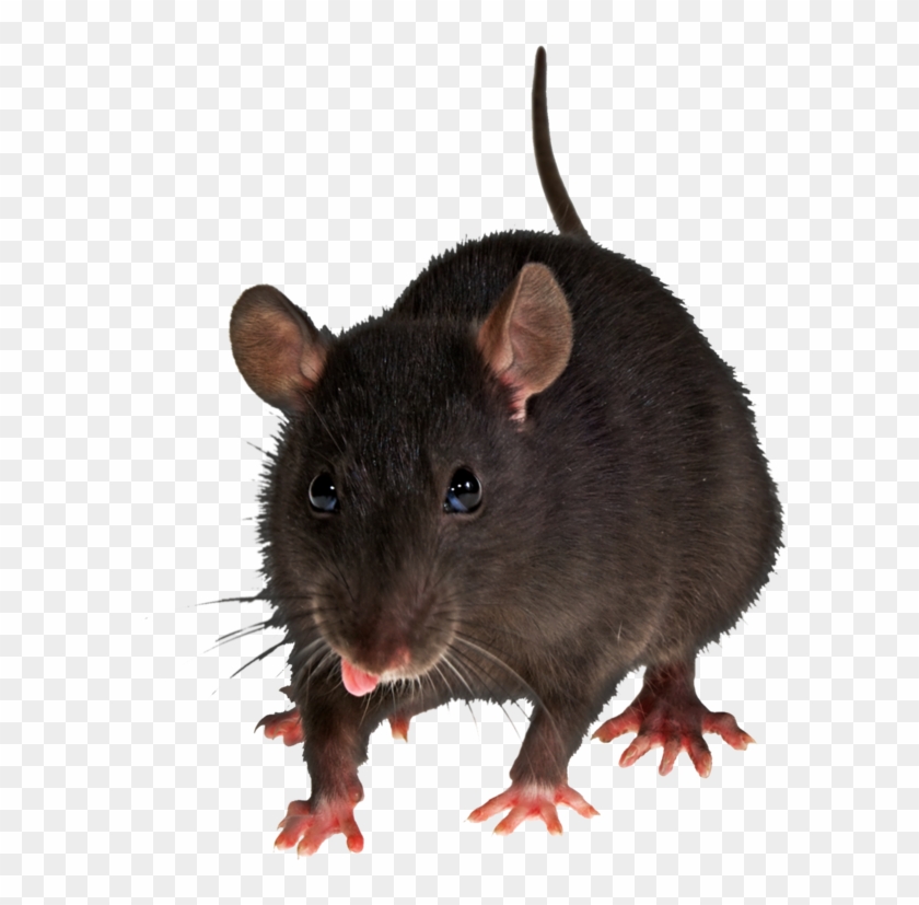 Rat Png Pic - Rat Transparent Background, Png Download - 1024x746 ...