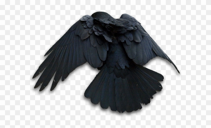 Rook Png Transparant