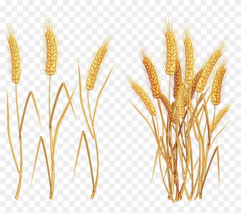 Wheat - Free Wheat Vector Art, HD Png Download - 5733x4795(#1012232 ...
