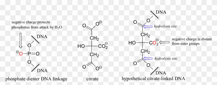 Ester Bond's Instagram, Twitter & Facebook on IDCrawl