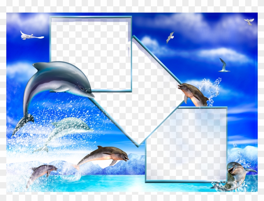 Com Gallery, Ma-9 - Dolphins Frames, HD Png Download - 1240x886 ...