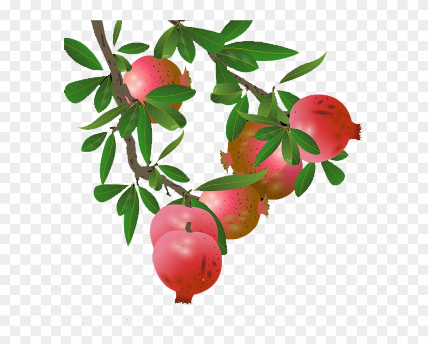 588 X 596 5 - Pomegranate Tree Png, Transparent Png - 588x596(#1046963 ...