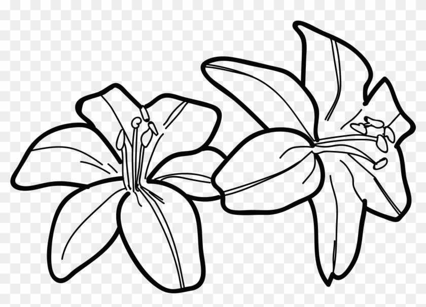 Tiger Lilly Flower Drawing Tiger Lilies Drawing At Getdrawings Free