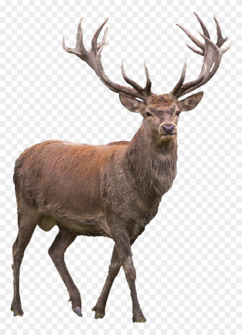 Red Deer Elk Barasingha - Elk Png, Transparent Png - 767x1080(#1074119 ... Red Deer Elk Barasingha - Elk Png, Transparent Png - 767x1080(#1074119 ...