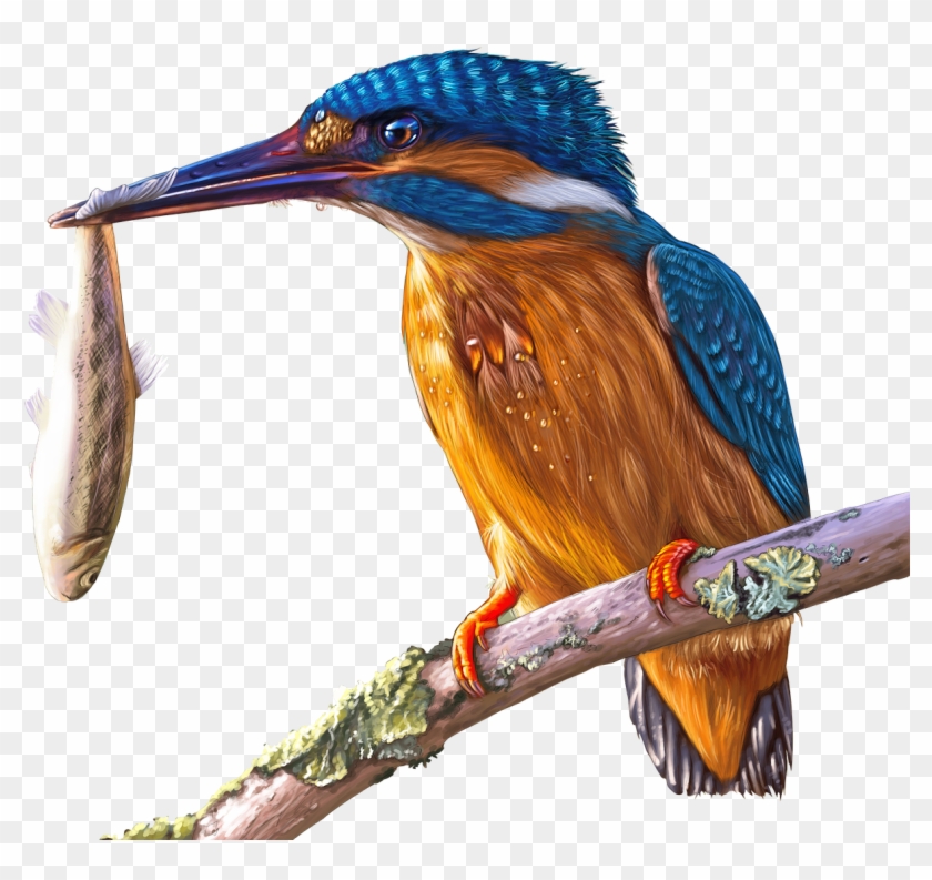 Kingfisher Png, Transparent Png - 1280x1155(#1080518) - PngFind
