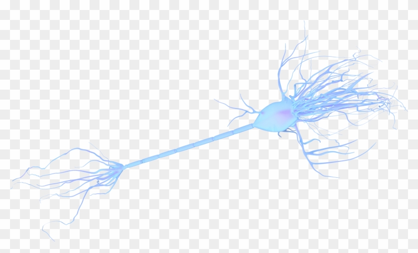 Black Background - Neuron Image No Background, HD Png Download ...