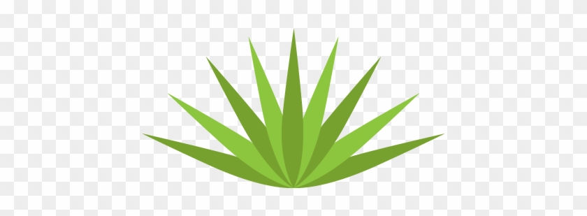 Agave Png - Agave, Transparent Png - 660x500(#1085861) - PngFind