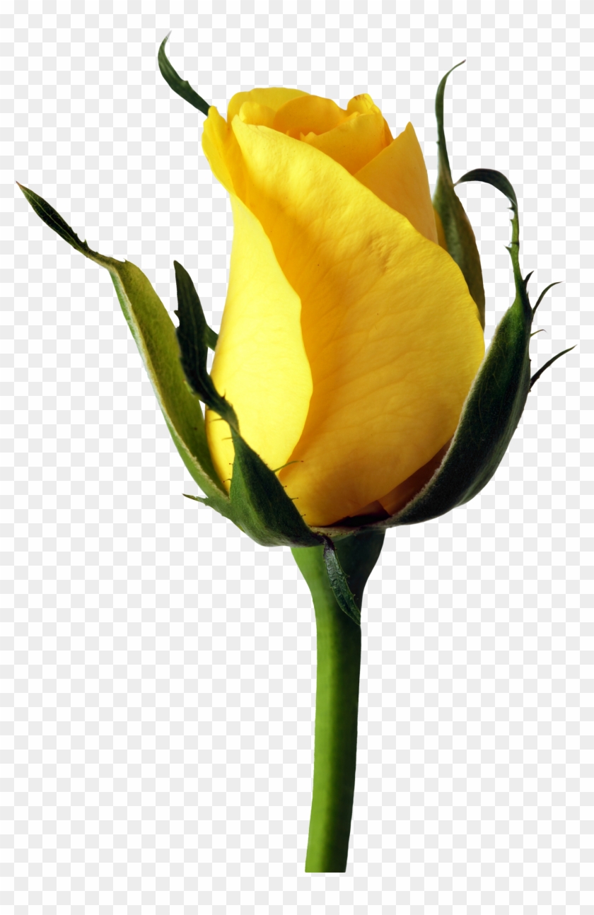 Image - Picsart Editing Png Rose, Transparent Png - 1728x2340(#117552 ...