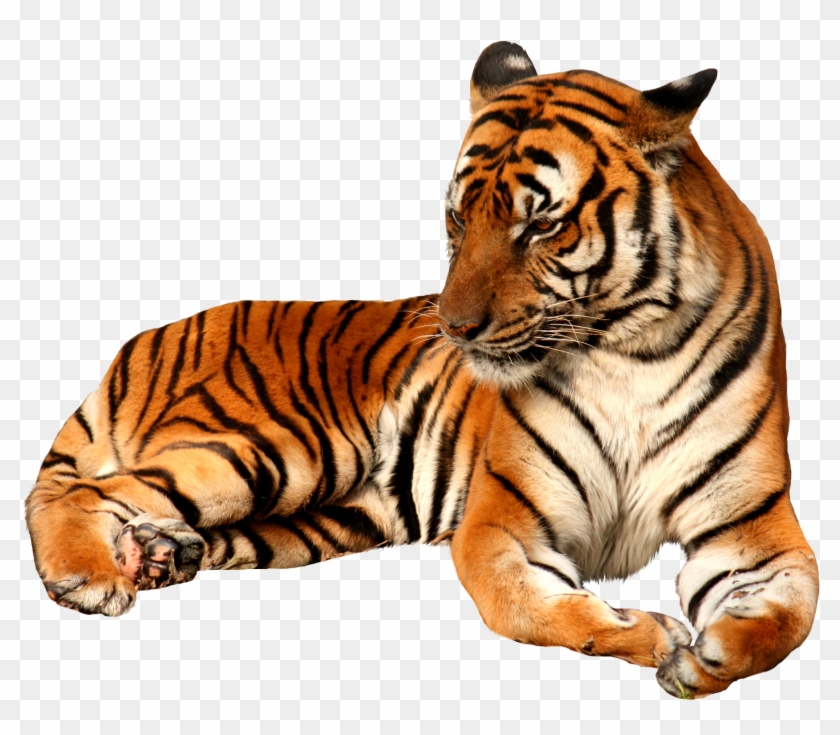 Tiger Png, Transparent Png - 3210x2500(#118603) - PngFind