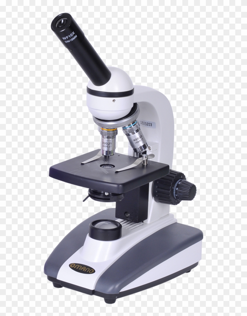 Biology, Student Compound Microscope Photos - Microscopy Gcse Practical ...