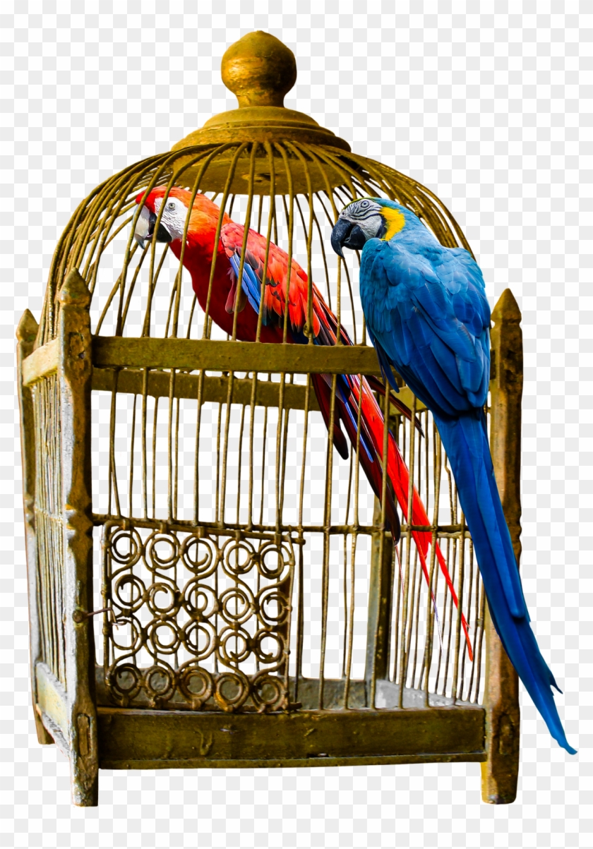 How To Choose Large Bird Cage For Your Friend - Bird Cage Png With ...