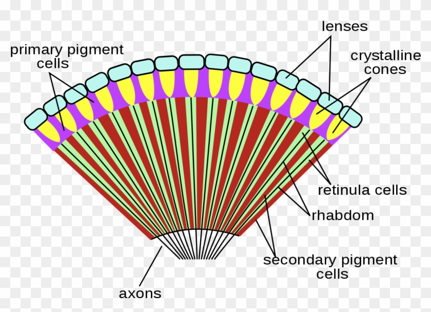 Anatomy Of A Compound Eye, HD Png Download - 1200x974(#1210884) - PngFind