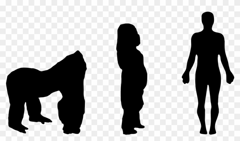 Comparison Of Size Of Western Gorilla And Human - Gorilla, HD Png ...