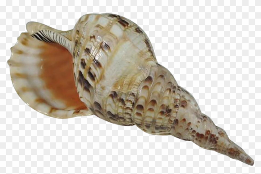 Conch Png Images Free Download - Shell With Transparent Background, Png ...