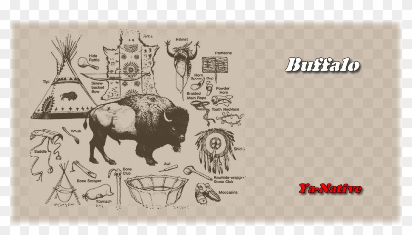The Buffalo Is A Symbol Of Abundance And Manifestation Native Americans With Buffalo Parts Hd