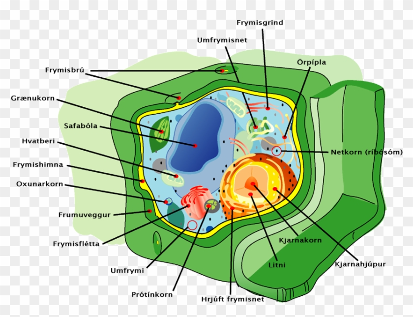 Plant Cell Structure Icelandic Text - Identify The Organelles In The ... Plant Cell Structure Icelandic Text - Identify The Organelles In The ...