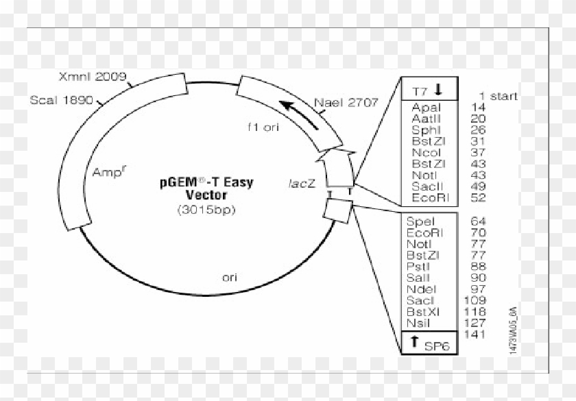 Pgem ® -t Easy Vector Circle Map Pgem T Easy Vector Full, 46% OFF