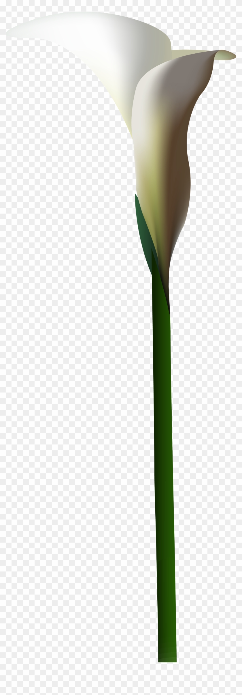 Arum, HD Png Download - 3143x8000(#1297046) - PngFind