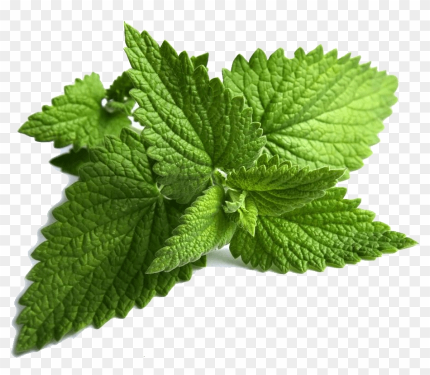Download - Mint Leaves Png Transparent, Png Download - 991x799(#135881 ...