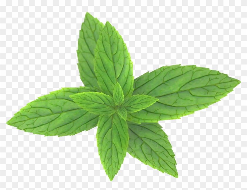 Pepermint Png - Mint Leaves Transparent Background, Png Download ...