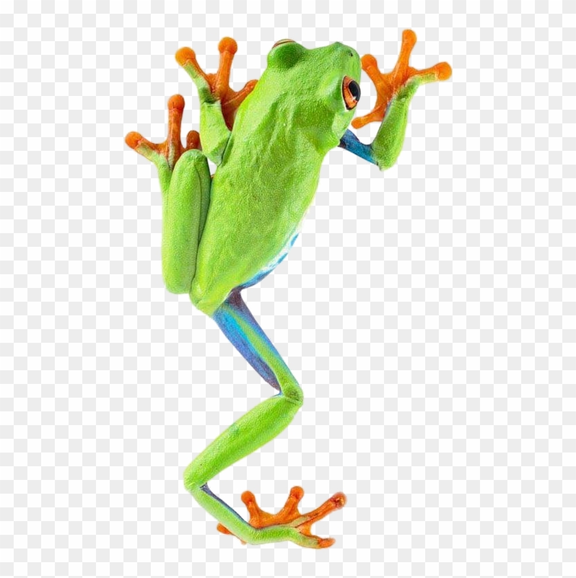 Frog Png - Red Eyed Tree Frog Png, Transparent Png - 579x791(#138682 ...