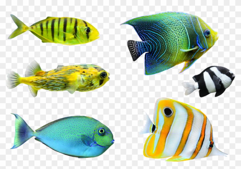 Tropical Fish - Tropical Fish Png, Transparent Png - 916x600(#1310157 ...