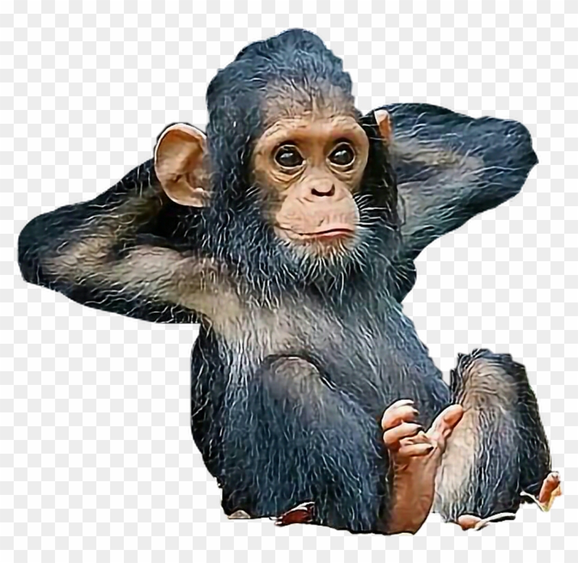 Chimpanzee Sticker - Monkey, HD Png Download - 1024x950(#1322043) - PngFind
