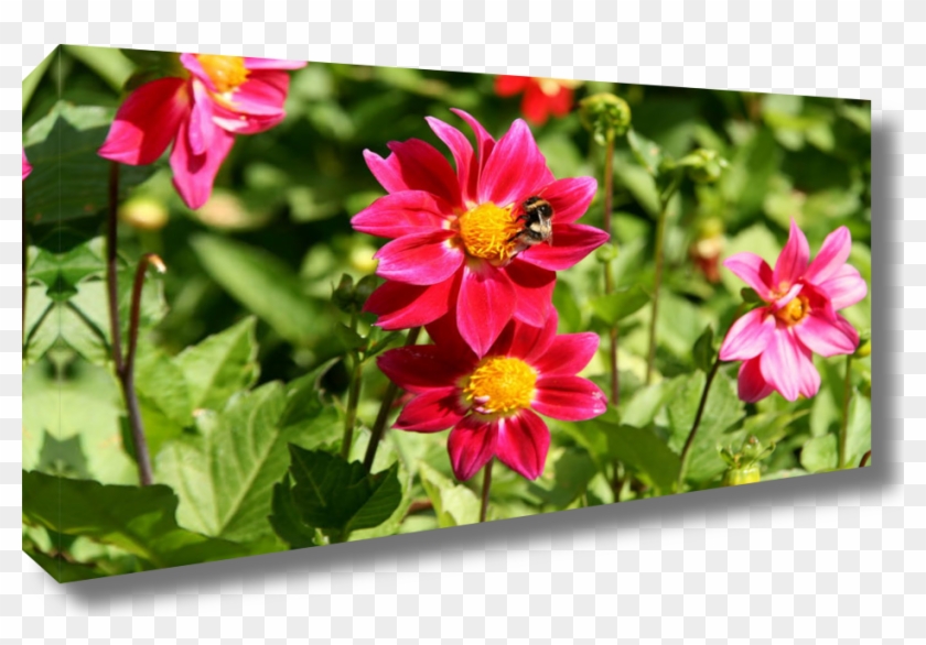 Canvas Sample - Sample Jpg Image Download, HD Png Download - 939x611 ...