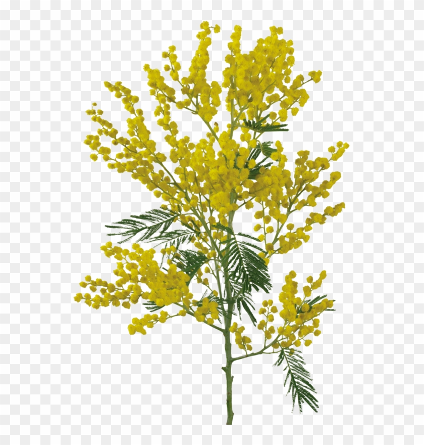 Albero Mimosa Png - Mimosa Plant Transparent, Png Download - 549x800 ...