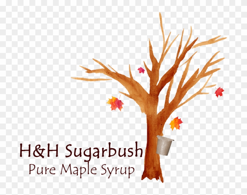 Maple Syrup Png, Transparent Png - 1000x667(#1343221) - PngFind