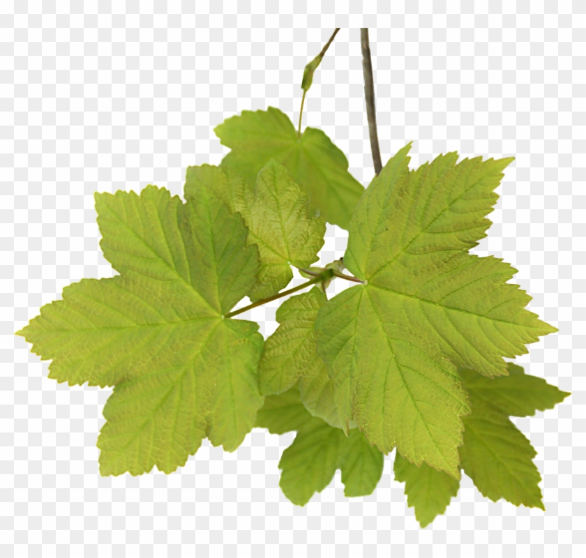 Leaves, Acer, Png, Graphics, Clipping - Feuille De Vigne Png ...