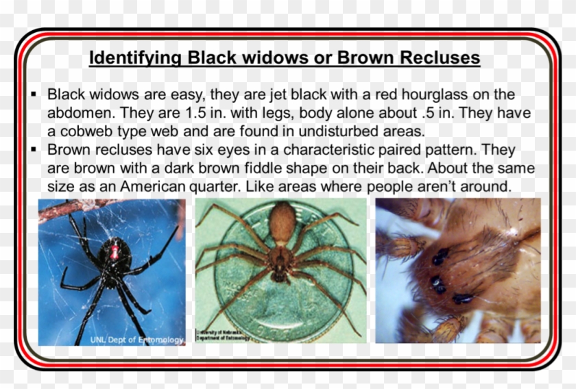 Recluse Hobo Images Black