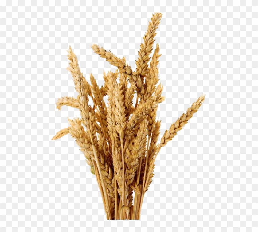 Barley Png - Transparent Barley Png, Png Download - 850x674(#1400189 ...