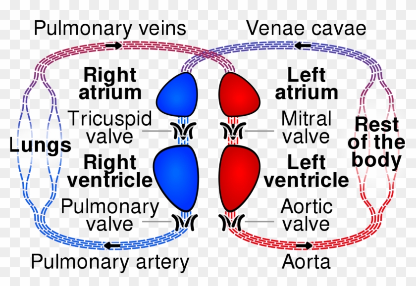 Pulmonary Circulation, HD Png Download - 1200x799(#1409725) - PngFind