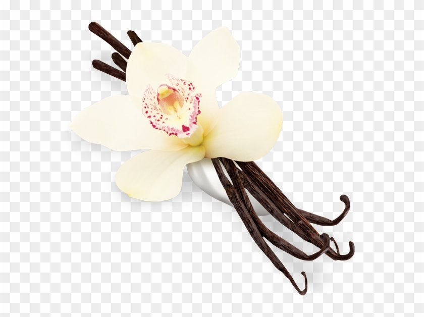 Vanilla Transparent, HD Png Download - 576x548(#1413748) - PngFind