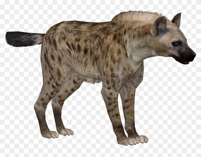 Hyena Png Background Image - Hyena Transparent, Png Download - 807x807 ...