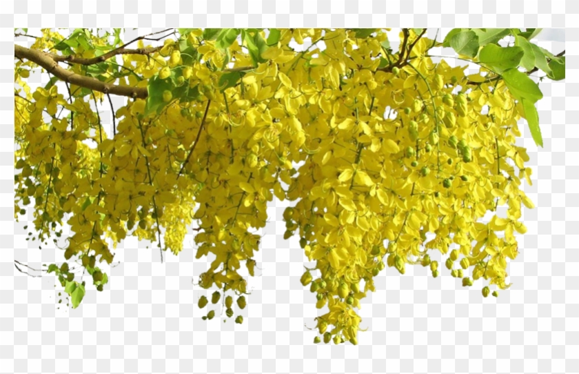 Kanikonna Flower Png Png Image - Vishu Kanikonna, Transparent Png ...