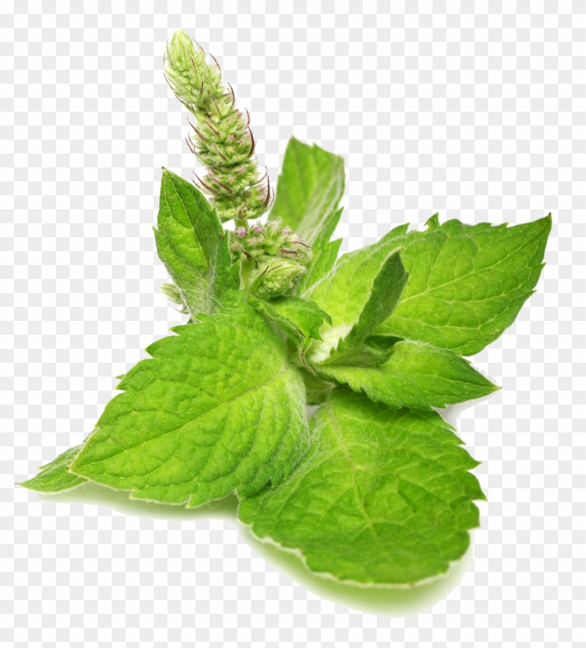 Catnip Mentha Spicata Leaf Food Mint Transprent - Catnip Png ...
